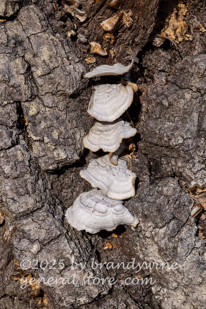 Shelf Fungi growing up Tree crotch art print | Brandywine General Store