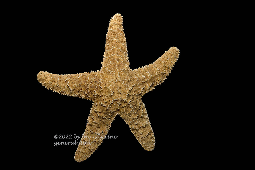 Starfish Waving Hello art print | Brandywine General Store