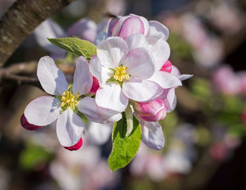 Apple Tree Blossoms in Different Shapes art print | Brandywine General ...
