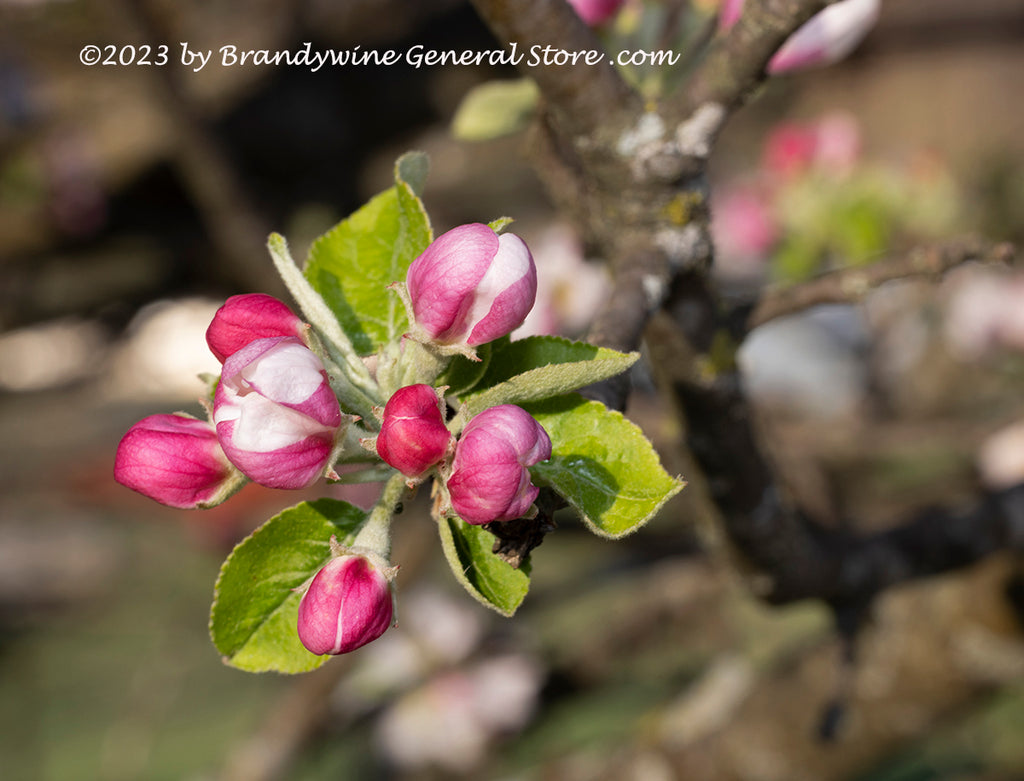 Crooked Limb with Apple Buds art print | Brandywine General Store