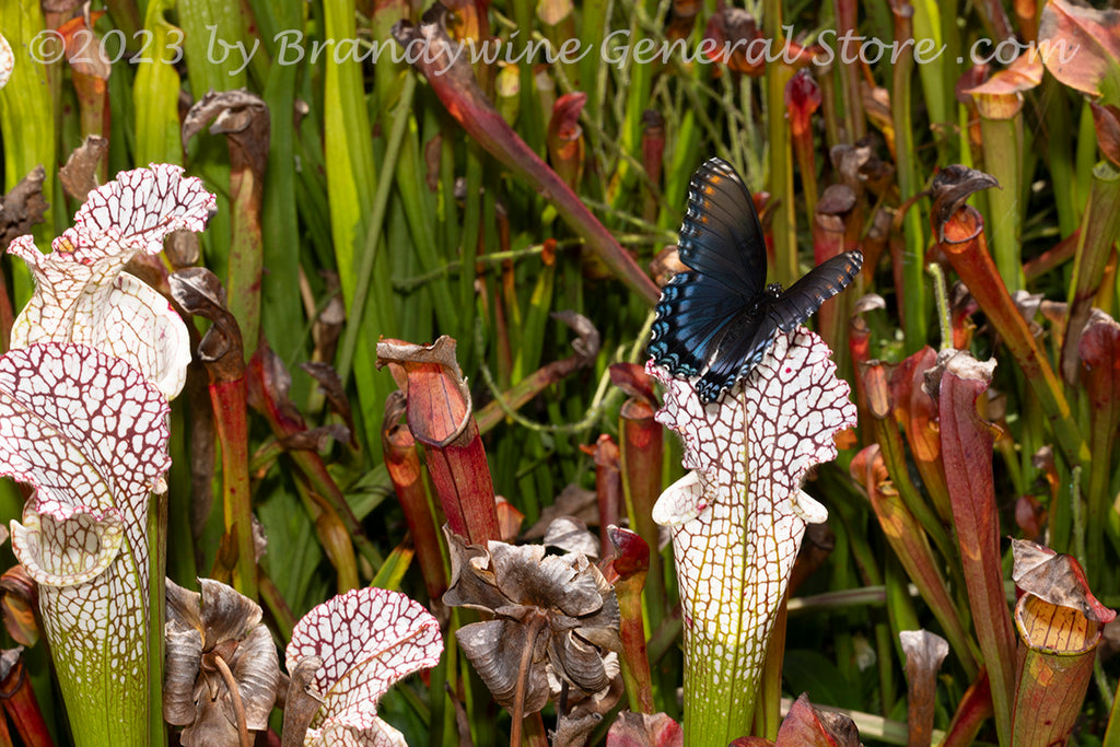 Butterfly on the Pitcher Plant at NCU art print | Brandywine General Store