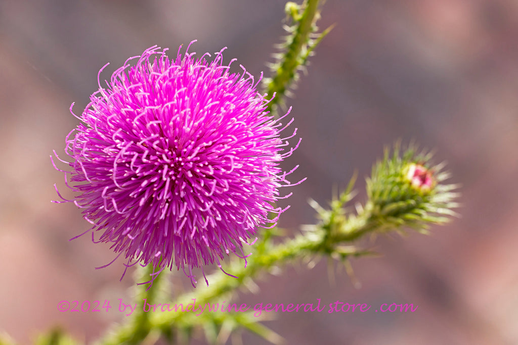 Canadian Thistle Bloom with Bud Appendage art print | Brandywine ...