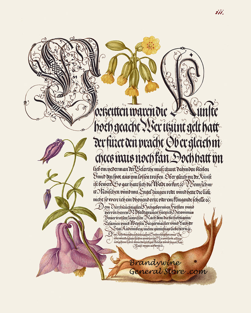 Cowslip, European Columbine and Giant Filbert art print | Brandywine ...