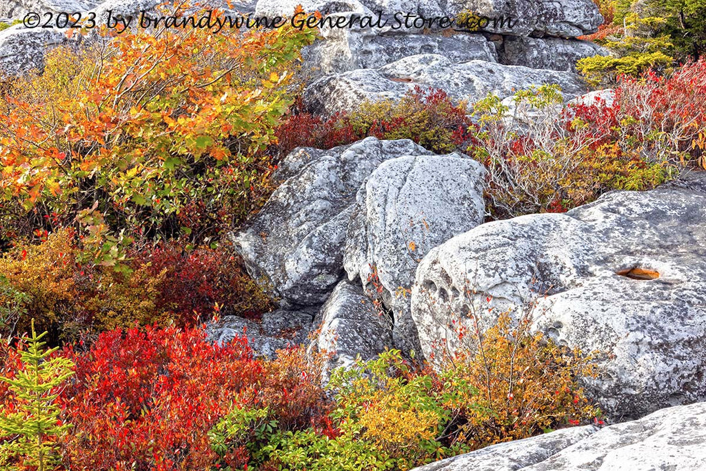 Fall Garden Escaping over Rock Wall art print | Brandywine General Store