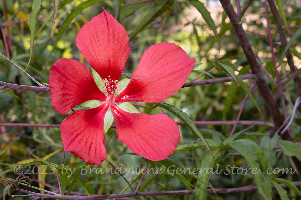Hibiscus Scarlet Rose Mallow Large Red Bloom art print | Brandywine ...