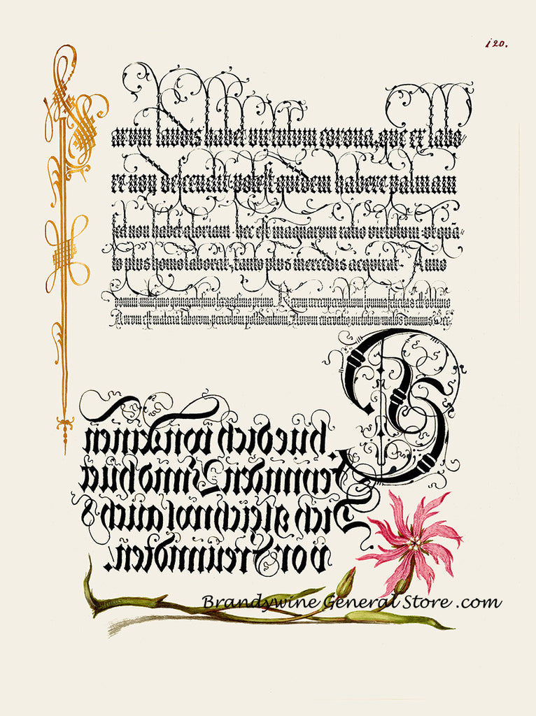 Cuckoo Flower from Illuminated Manuscript art print | Brandywine ...