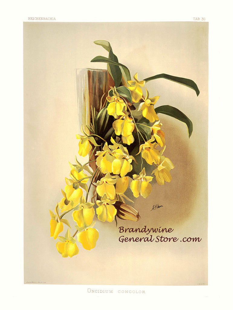 Orchid Oncidium Concolor by Sander art print | Brandywine General Store