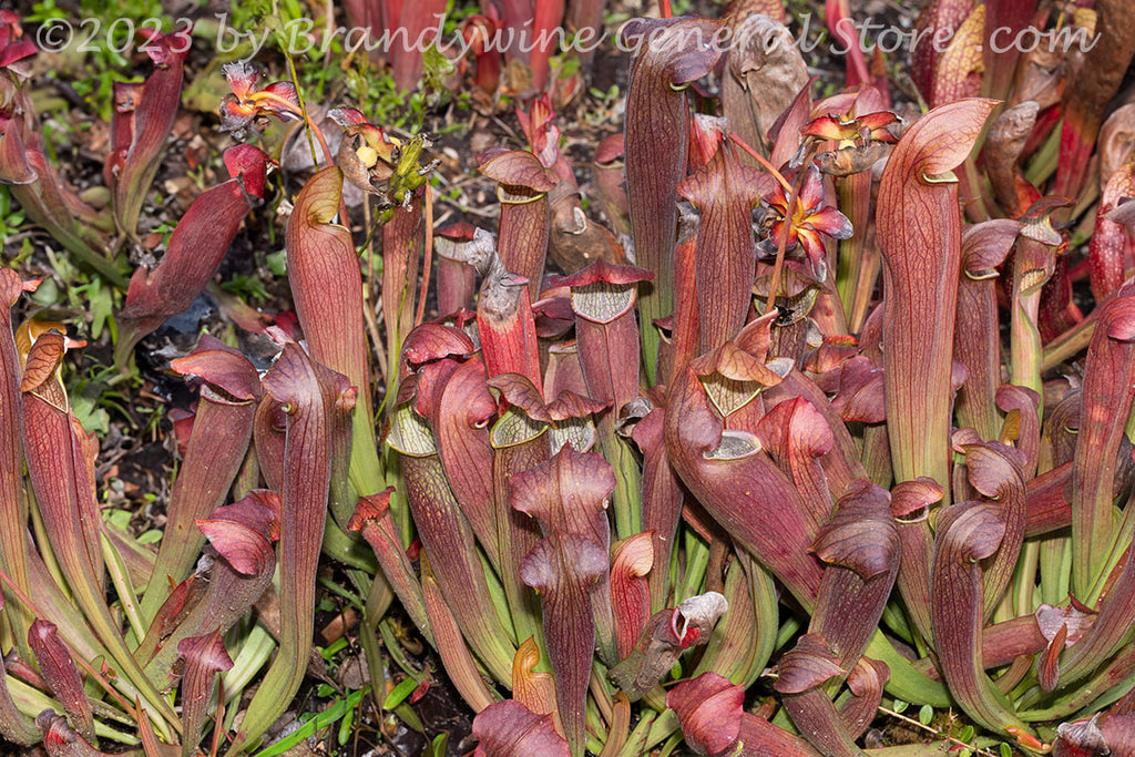 Pitcher Plants Red Bug Variety art print | Brandywine General Store