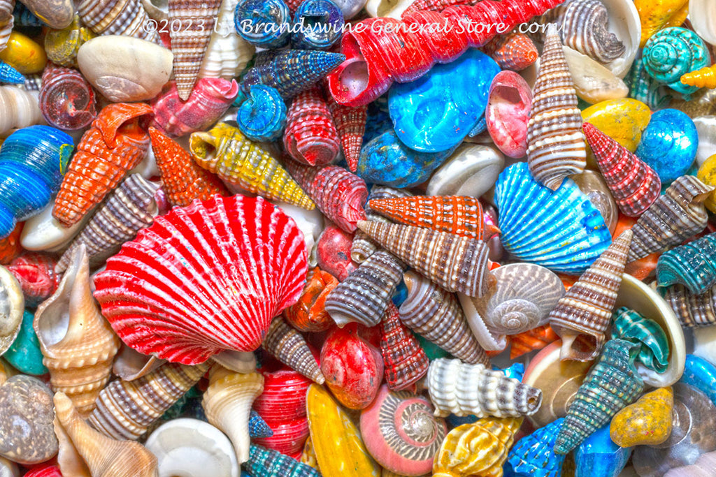 Rainbow of Painted Sea Shells art print | Brandywine General Store