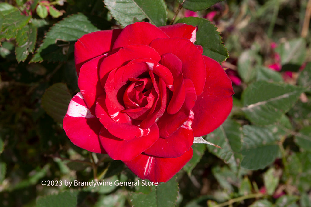 Rose a Red Bloom with White Streaks art print | Brandywine General Store