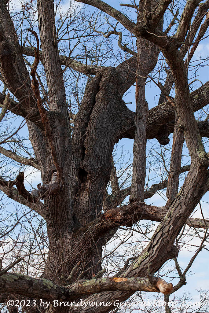 Split Tree Trunk with Crooked Branch art print | Brandywine General Store