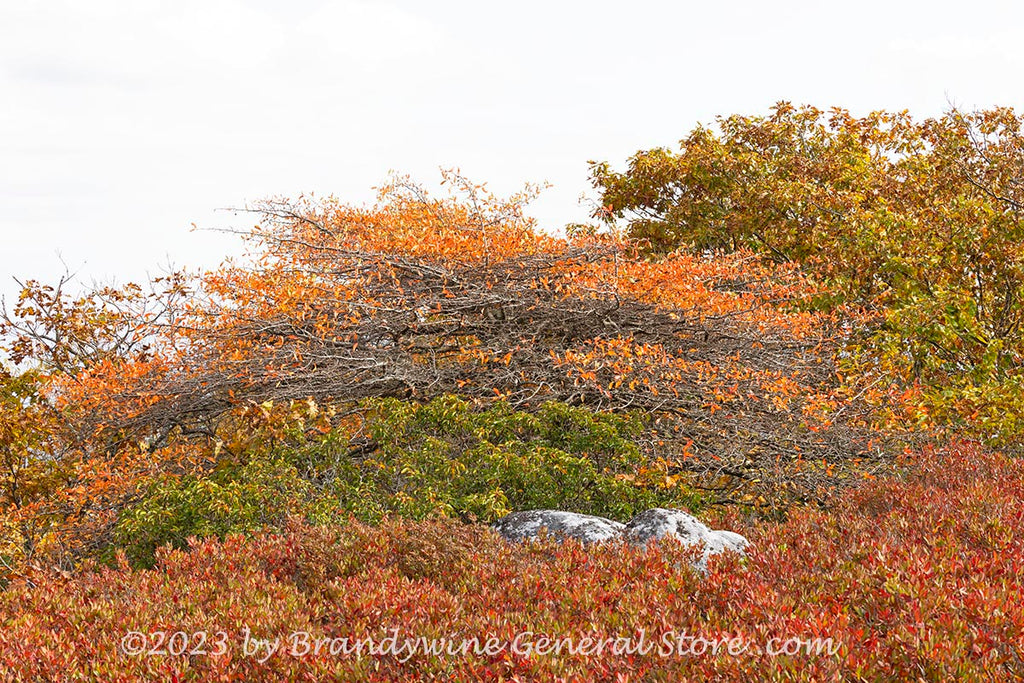 Strange Multi Layer Tree on Top of Dolly Sods WV art print | Brandywine ...