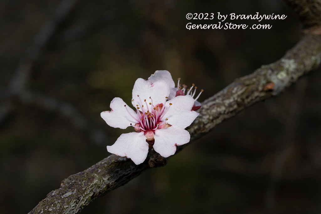Thundercloud Plum Single Blossom on Branch art print | Brandywine ...