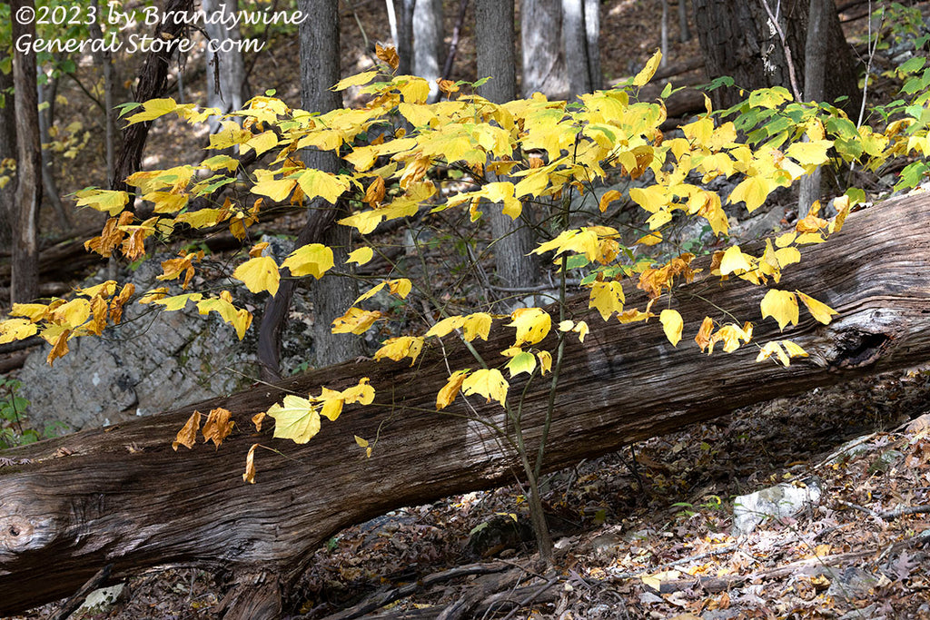 Yellow Maple Growing over Log art print | Brandywine General Store