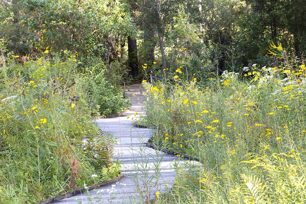 Yellow Wildflowers along a Wooden Walkway at NCU art print | Brandywine ...