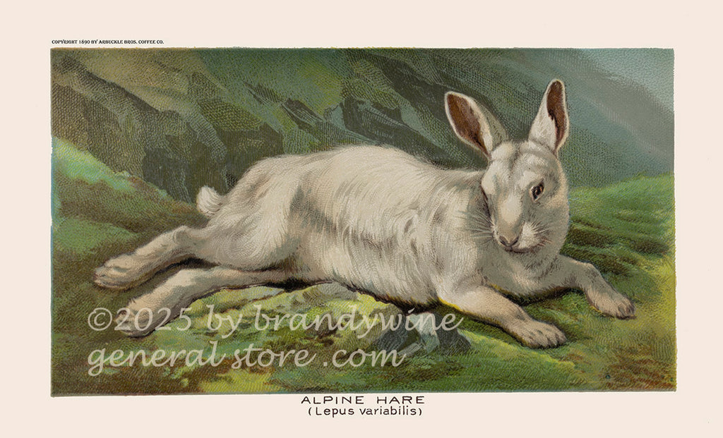 Arbuckle Bros Coffee with Alpine Hare antique ad art print | Brandywine ...