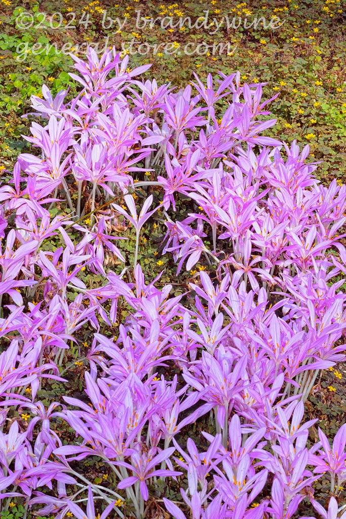 Autumn Crocus bed in purple art print | Brandywine General Store
