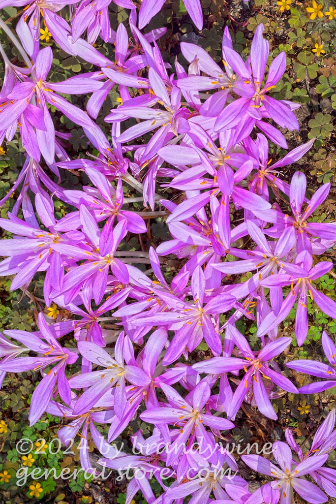 Autumn Crocus purple bed with yellow corners art print | Brandywine ...