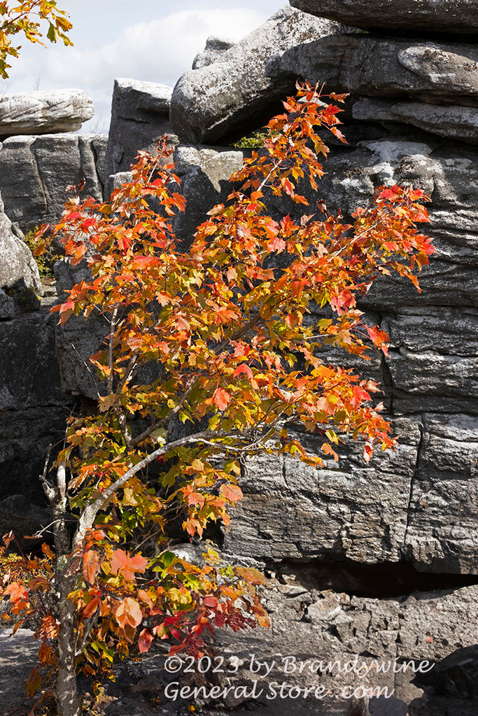 Orange Fall Maple in Front of Layered Rock art print | Brandywine ...