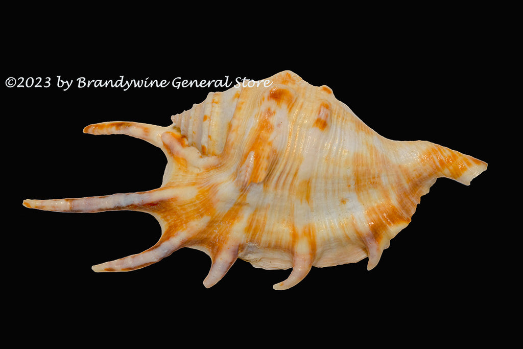 Conch Shell with Spines on Black Background | Brandywine General Store