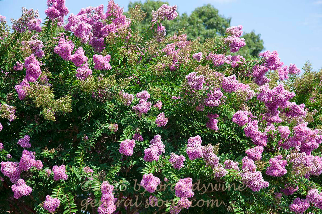 Crepe Myrtle bush in dark pink botanical art print | Brandywine General ...