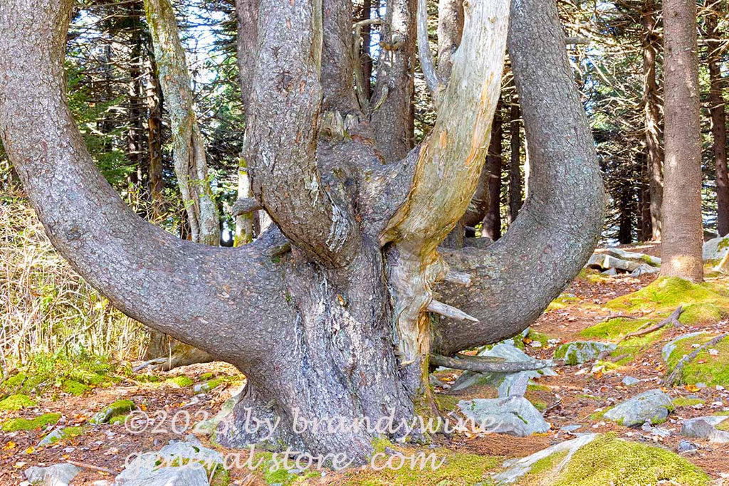 Crotched Tree wtih five trunks art print | Brandywine General Store