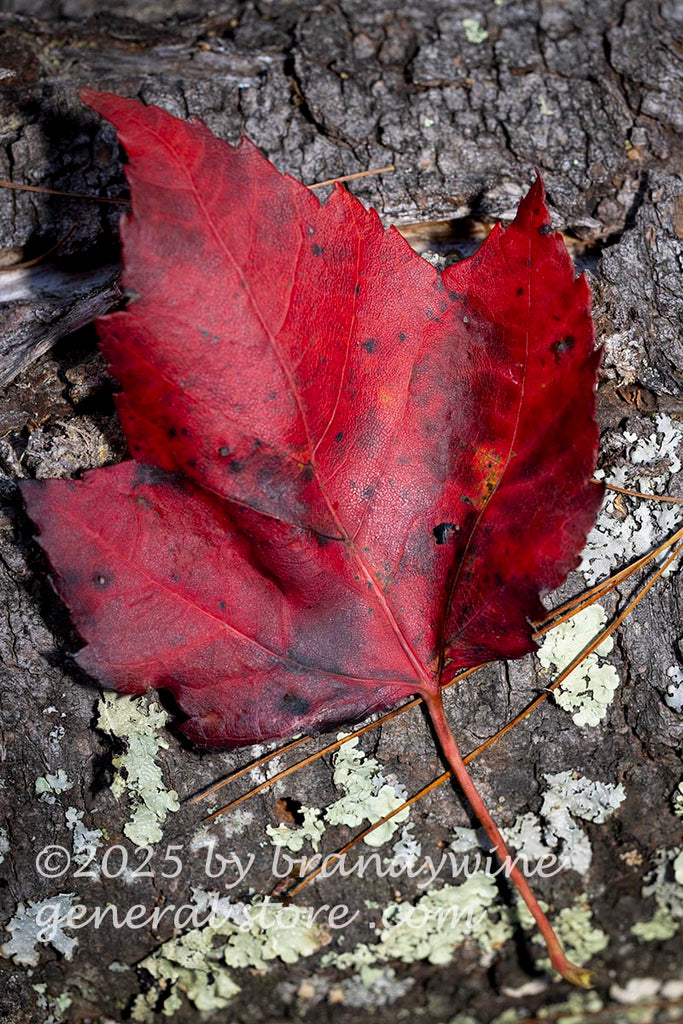 Deep red maple leaf laying on a log art print | Brandywine General Store