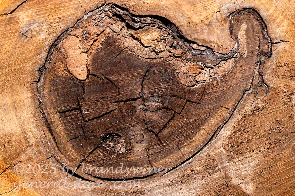 Heart of Walnut Log with unusual Formation art print | Brandywine ...