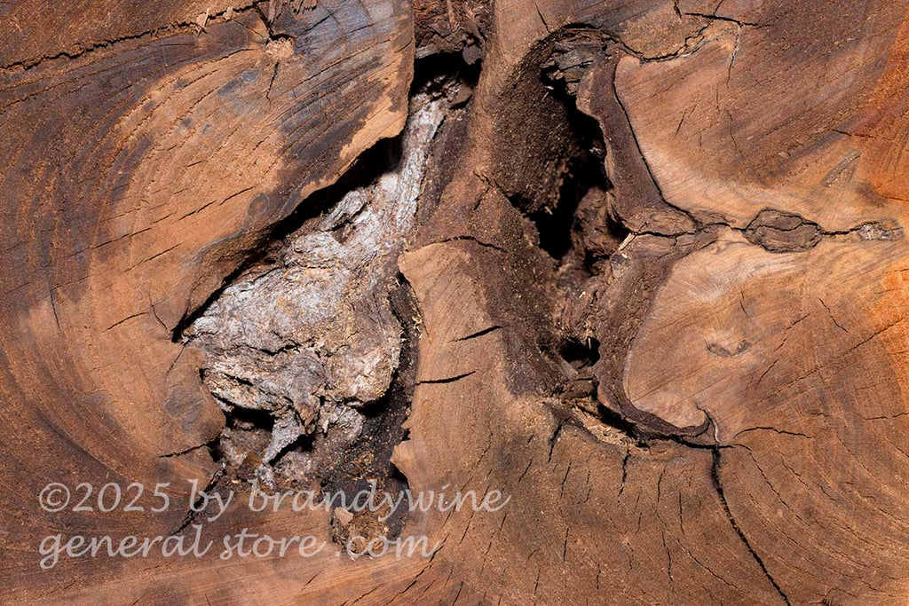 Major faults in a big Walnut tree log art print | Brandywine General Store