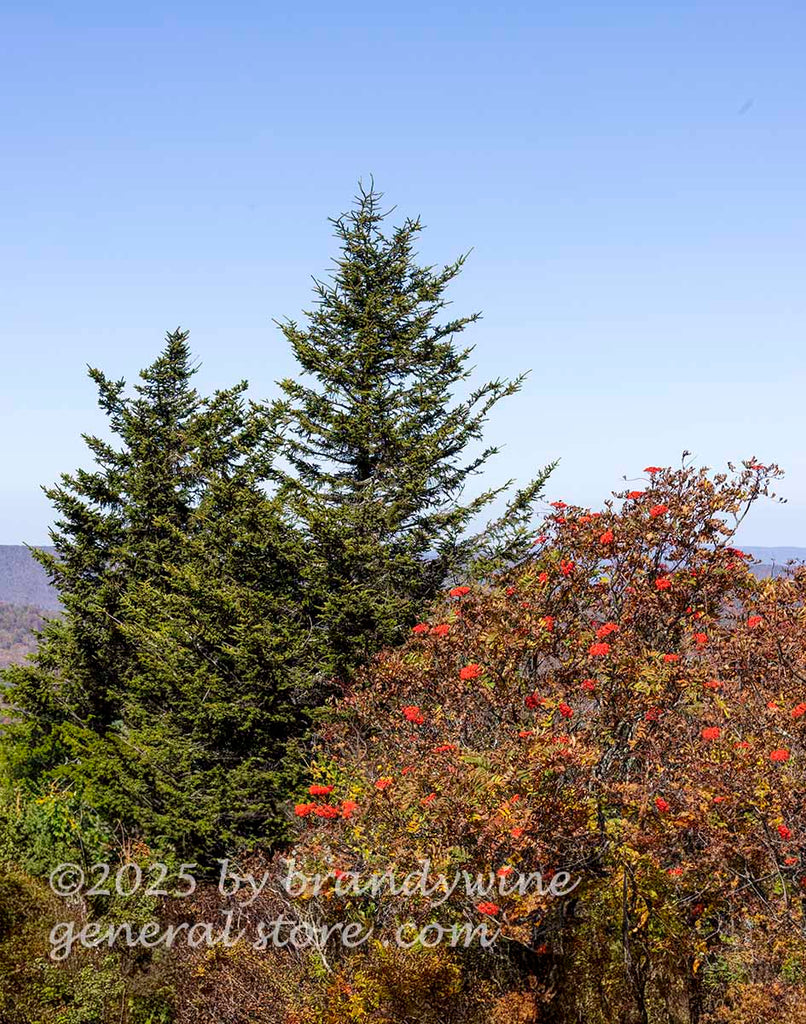 Mountain ash bush and Spruce trees art print | Brandywine General Store