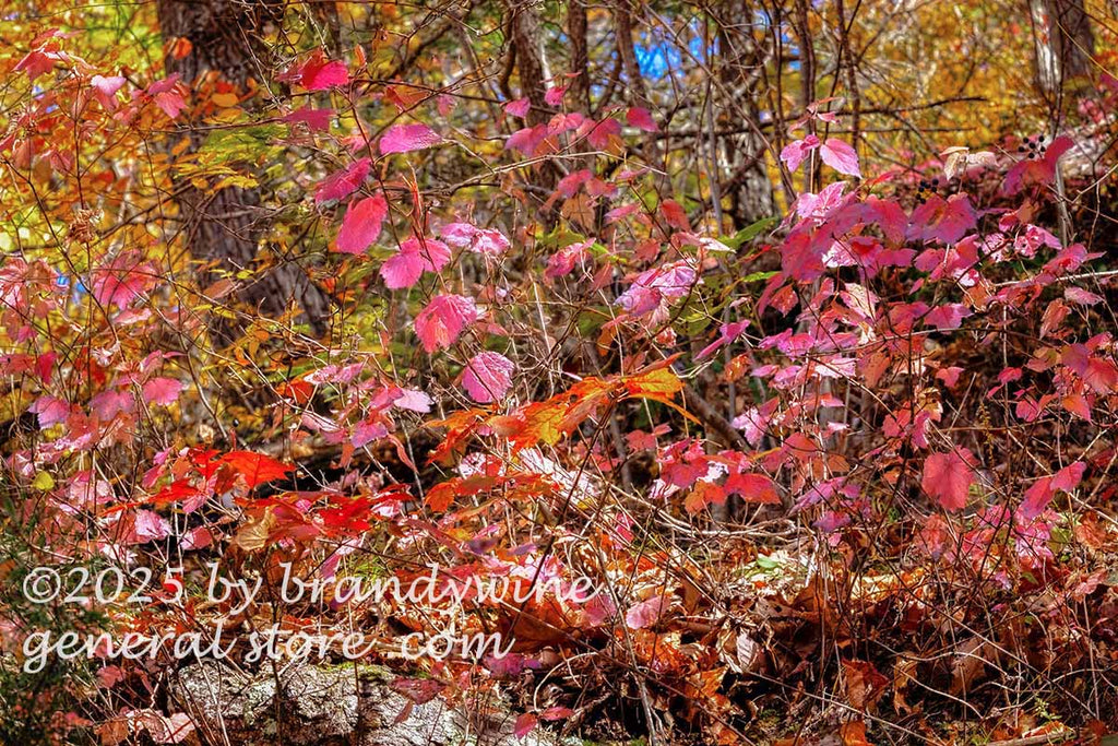 Mauve autumn color along Seneca Rocks trail art print | Brandywine ...