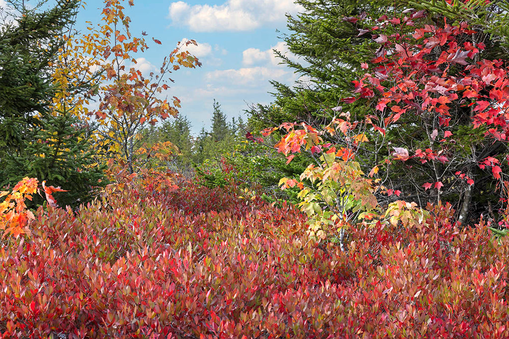 Red Huckleberry Bushes and Maples by Spruce Trees art print ...