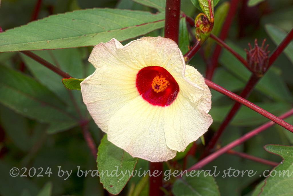 Hibiscus Roselle with cream color bloom art print | Brandywine General ...