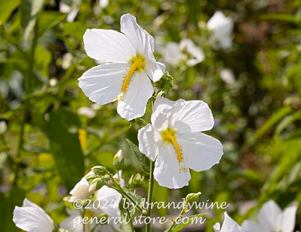 Hibiscus Sea Shore Mallow pair of white blooms art print | Brandywine ...