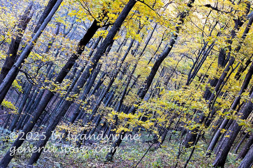 Slanted yellow forest on steep mountain bank art print | Brandywine ...