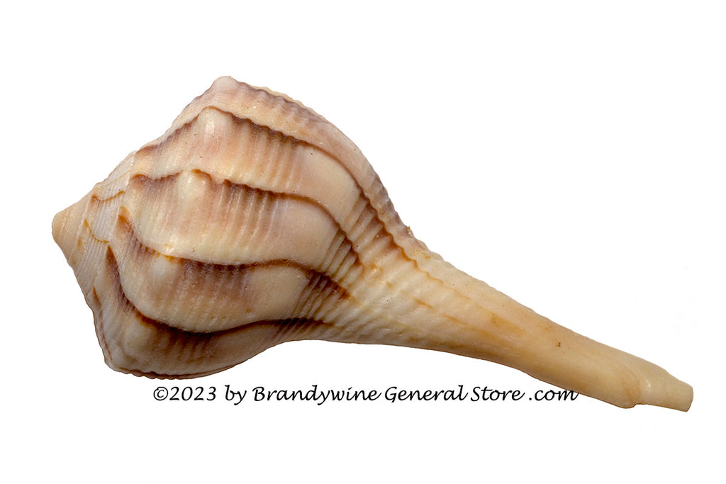 Spiral Shaped Conch Shell with Stripes art print | Brandywine General Store
