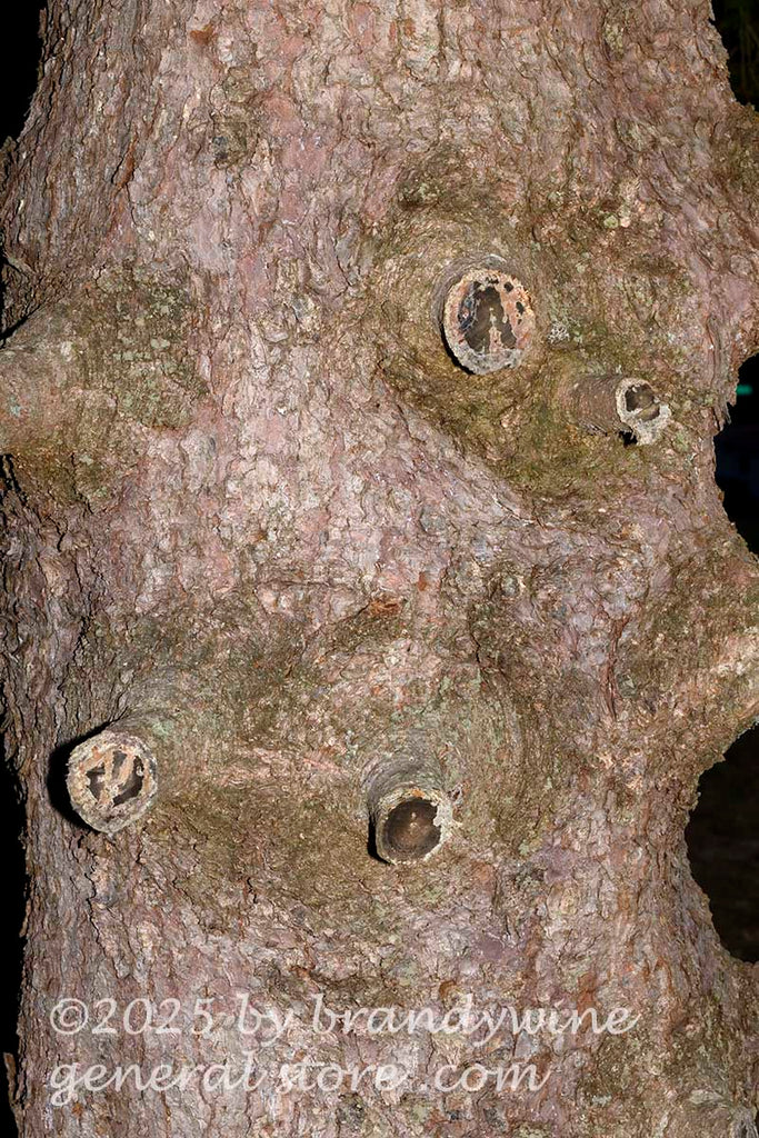 Tree trunk with Curves and Circles art print | Brandywine General Store