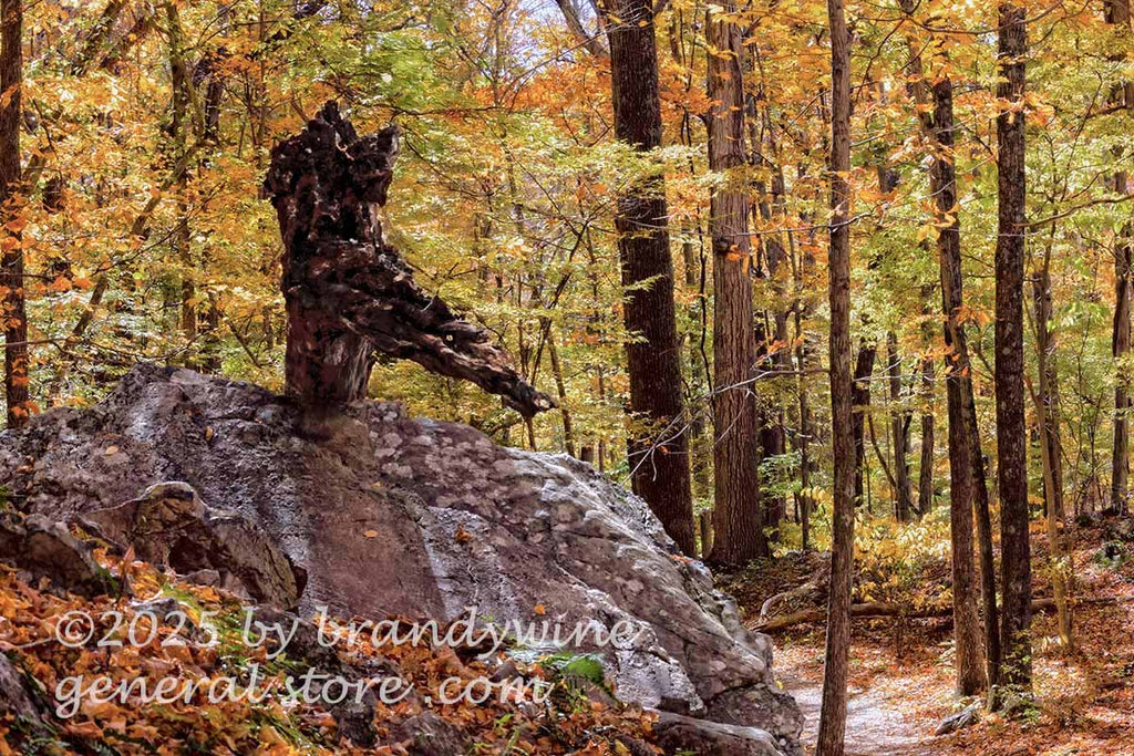 Bumpy tree stump in the pale forest art print | Brandywine General Store