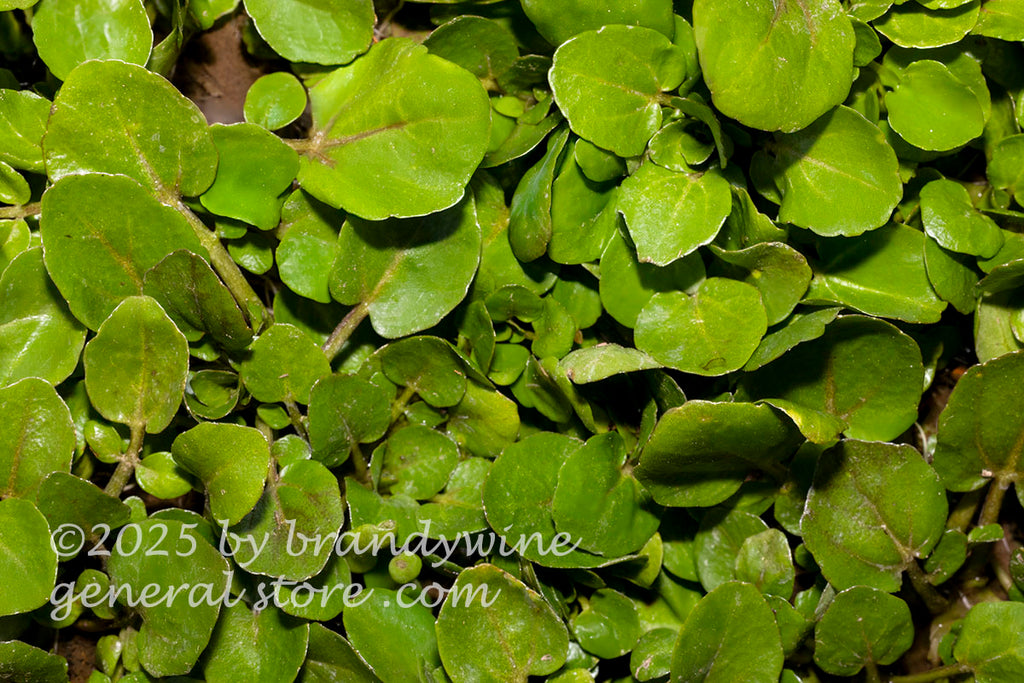Water Cress in a Country Spring art print | Brandywine General Store