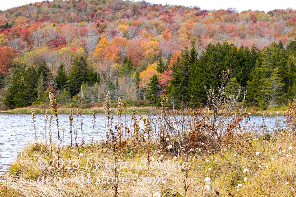 White wildflowers and Fall colors Spruce Knob lake WV art print ...