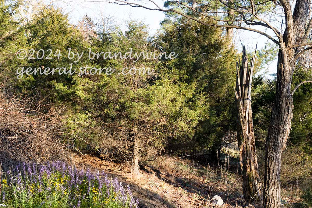 Scrub Brush on Abandoned Mountain Pasture art print | Brandywine ...