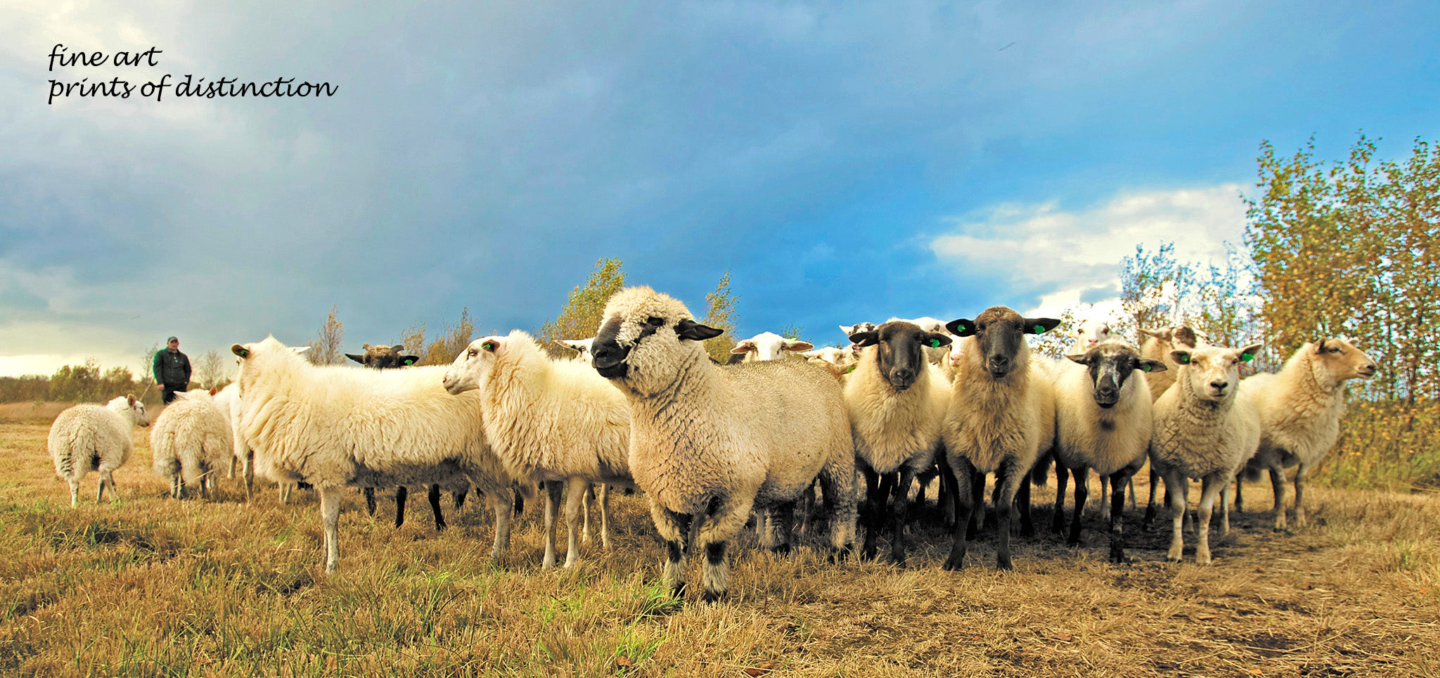 Sheep Breaking Formation art print | Brandywine General Store