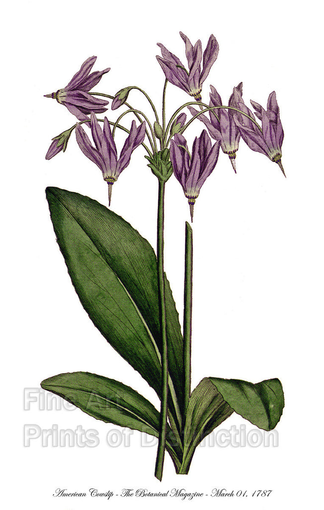 Cowslip American Botanical Art Print | Brandywine General Store