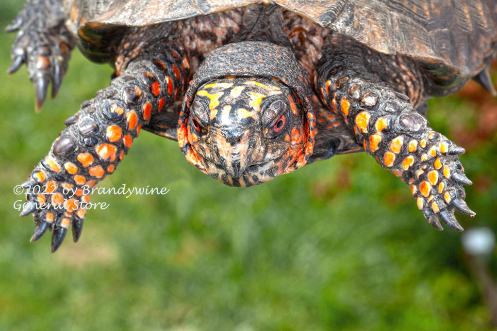 Box Turtle Flying Through the Air art print | Brandywine General Store