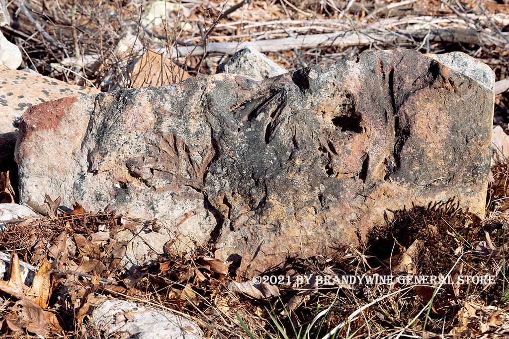 Chicken Feet Fossils on Large Rock art print | Brandywine General Store
