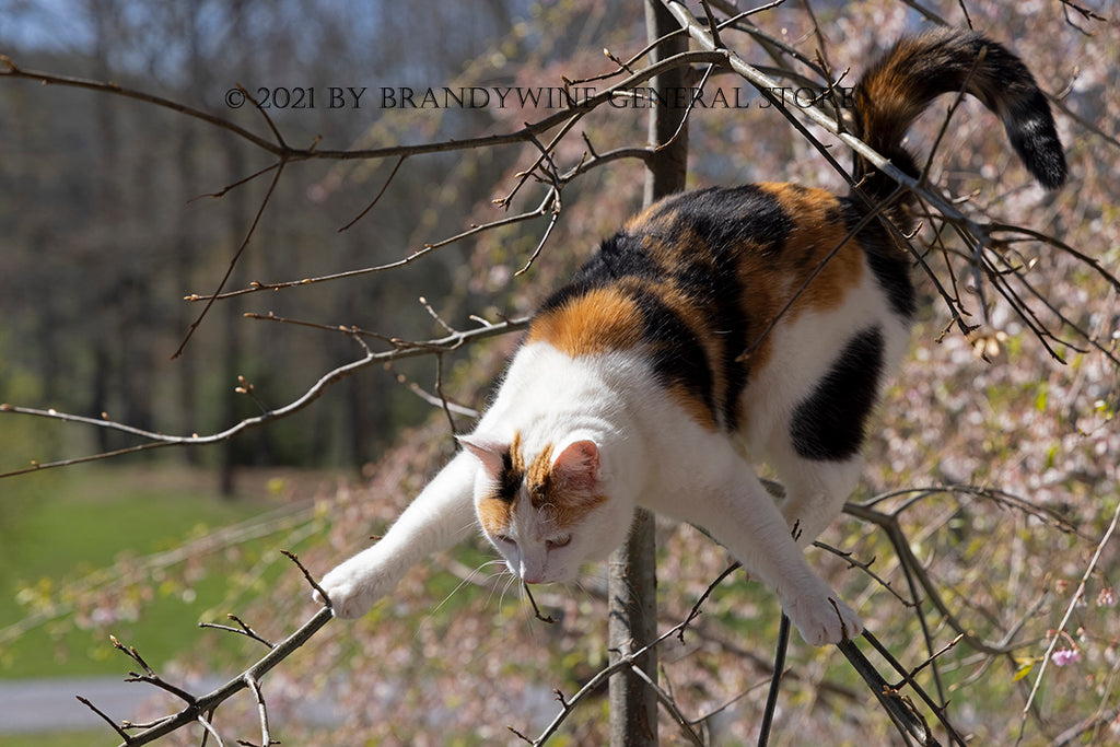 Flying Cat art print | Brandywine General Store