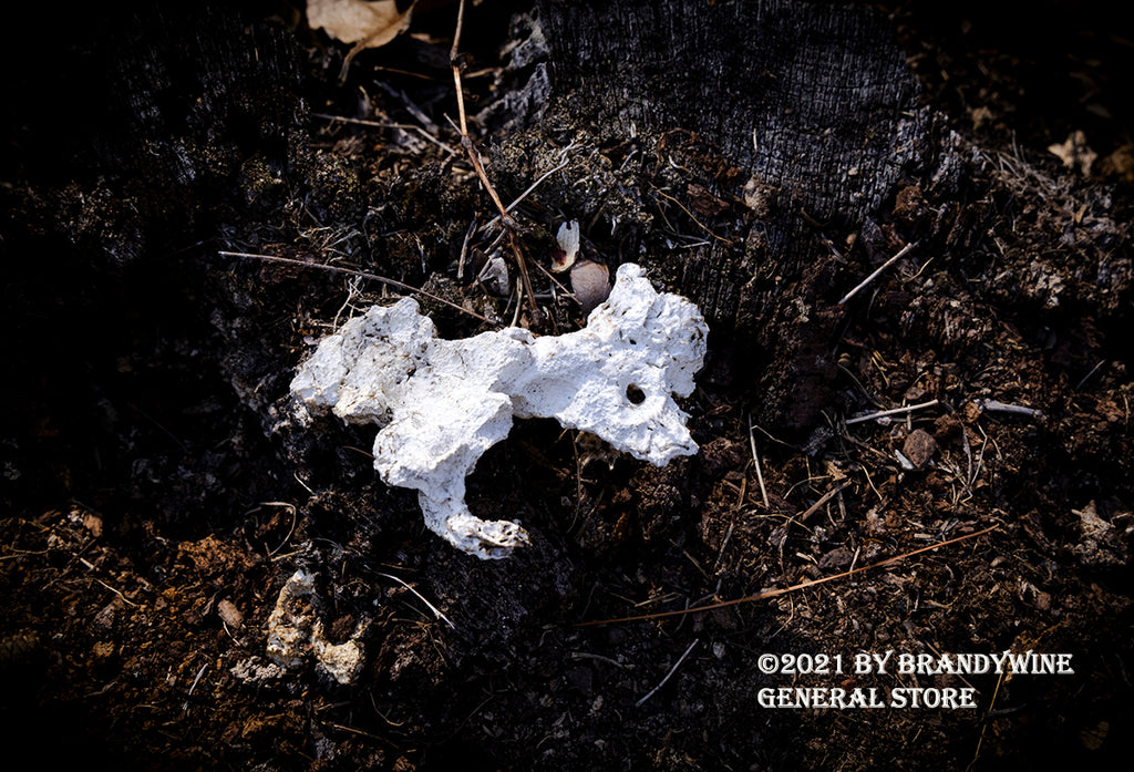 Large White Bone Shaped Fungi by Tree Stump art print | Brandywine ...