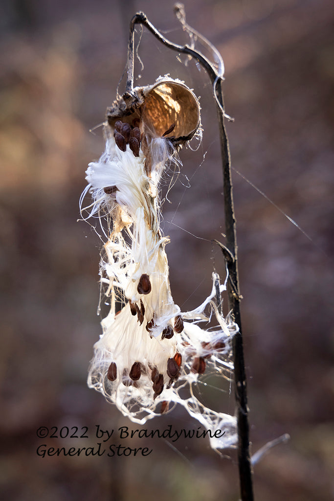 Milkweed Pod in Full Escape art print | Brandywine General Store