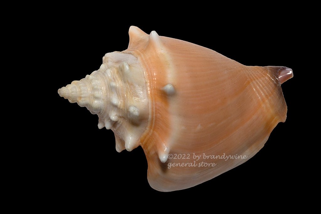 Orange and Cream Conch Shell art print | Brandywine General Store