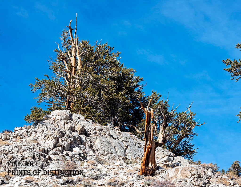 Bristlecone Pine Forest Ancient Trees on Clift Art Print | Brandywine ...